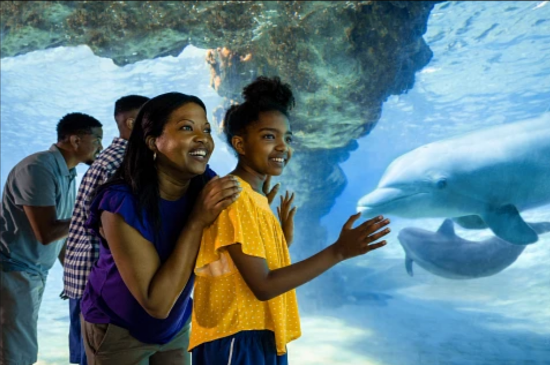 Discovery Cove vs Seaworld: Comparación para encontrar el parque ...